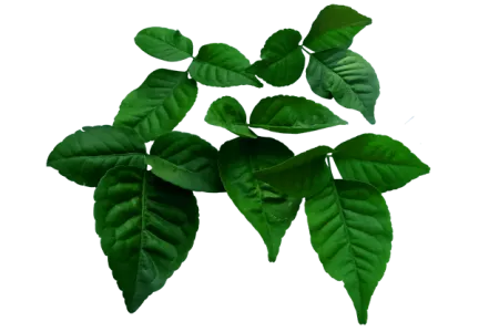 🔥 Bel Patra Images free download 2026 | USA, UK, Canada, Australia