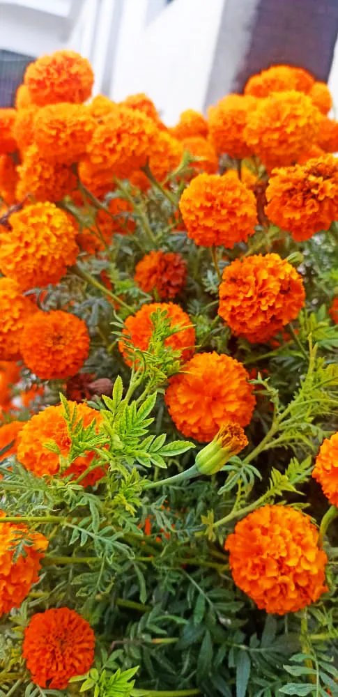 🔥 Genda Flower Plant Images, Stock Photo Background Free Download 202